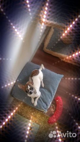 Чихуахуа мальчик