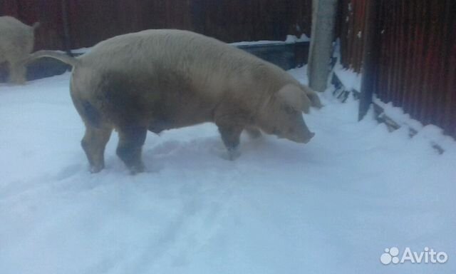 Продам хряка