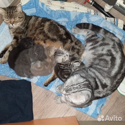Шотландские котятки
