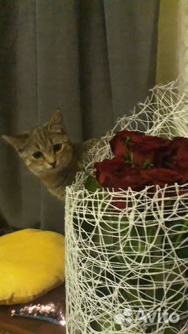 Ласковая кошечка
