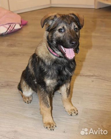 Керри, 3 месяца, ищет дом и семью