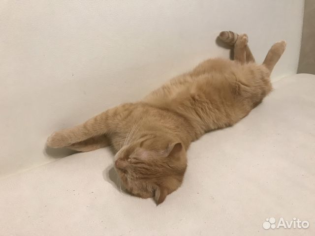 Отдам в хорошие руки