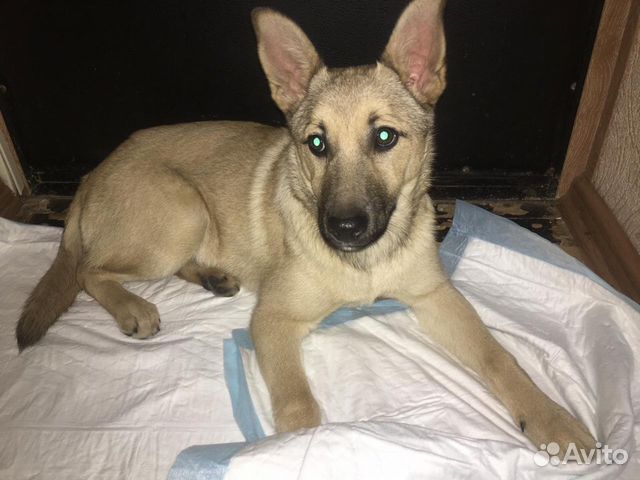 Красотуля Моника)