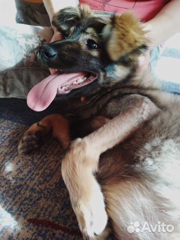 Щенок
