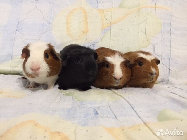 Морские свинки крестеды подростки