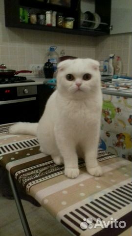 Шотландская кошечка