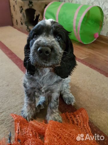 Щенок Английского кокер спаниеля, мальчик