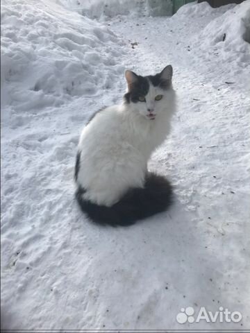 Отдам в хорошие руки кошку Машку