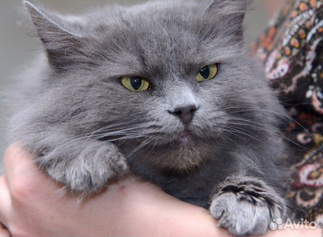 Котик в добрые руки