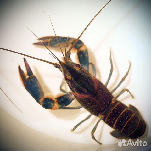 Австралийский Красноклешневый рак самец