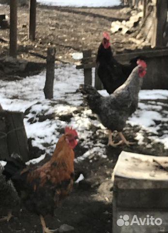 Продам 3х петухов