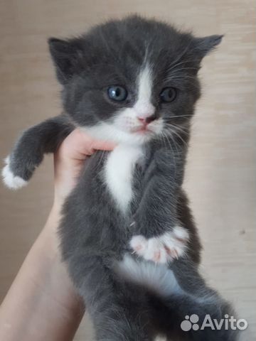 Шотландская девчуля