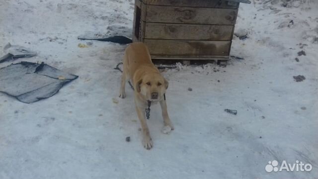 Отдам в хорошие руки кобеля 3 года вместе с будкой