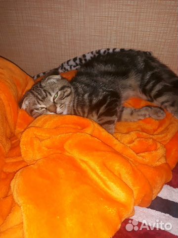 Отдадим котенка в добрые руки
