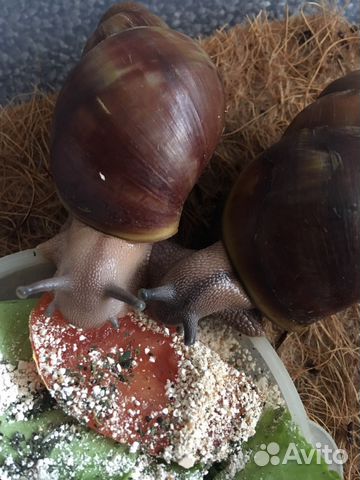 Улитки архахатина вентрикоза