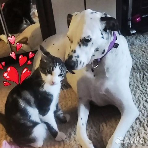Далматин ищет новую семью