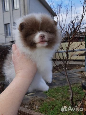 Шпиц детки Разные документы