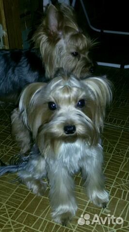 Мвльчик Йоркширского терьера