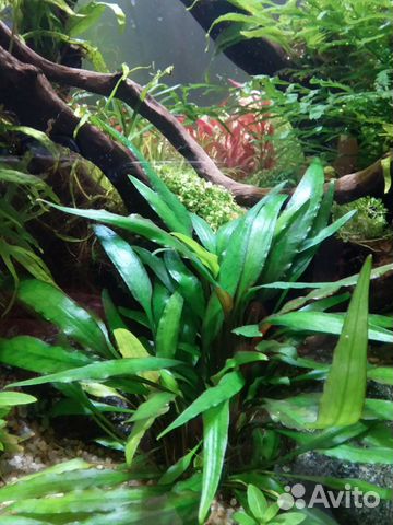 Аквариумные растения