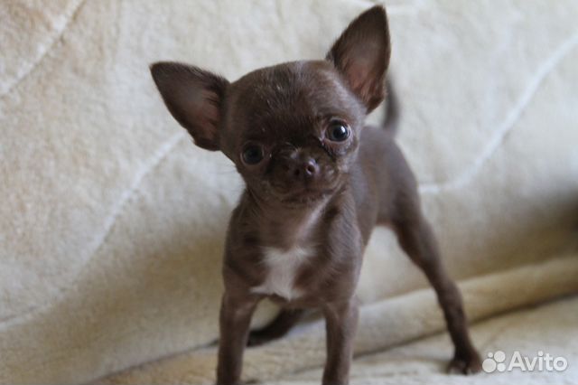 Шоколадная супер девочка