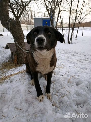 Собака в доьрые руки
