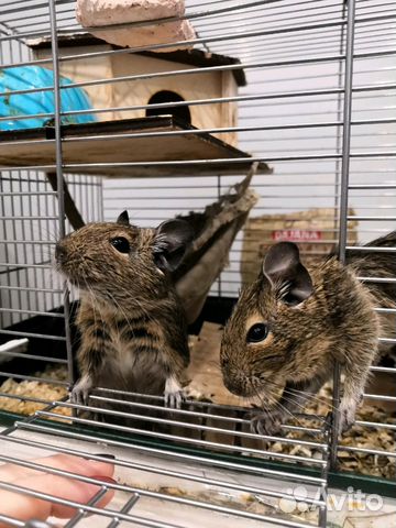 Дегу в добрые руки