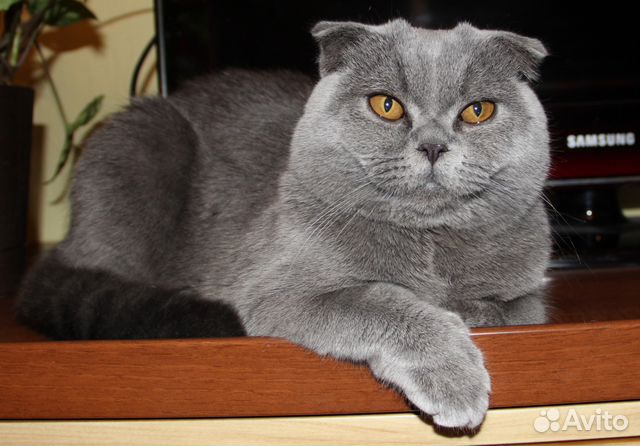 Британец в добрые руки