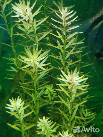 Растения для аквариума