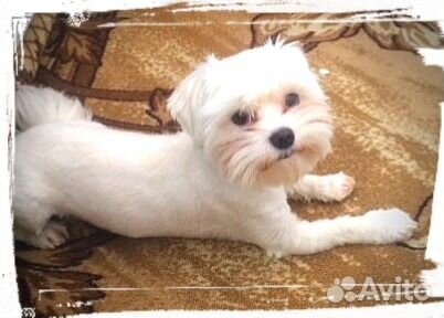 Вязка мальчика мальтезе (мальтийская болонка)