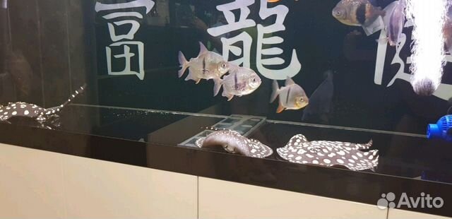 Милеус Шомбургка