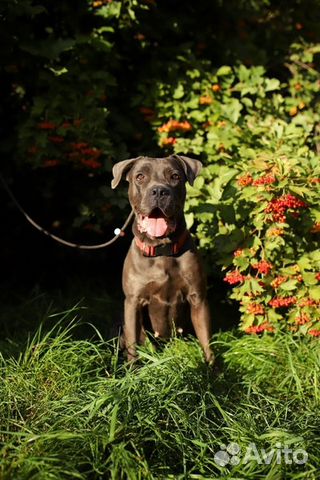 Шера ищет семью и дом