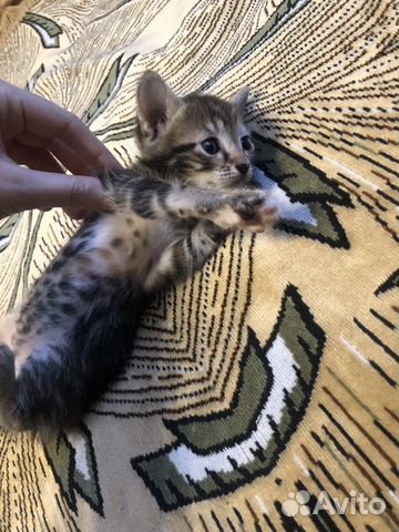 Котёнок (Метис турецкой Ангоры)