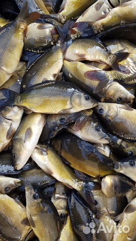Продается малёк (рыбопосадочный материал)