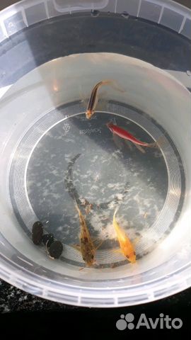 Аквариумные рыбки