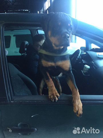 Ротвейлер 8 месяцев