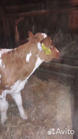 Тёлки айширской породы