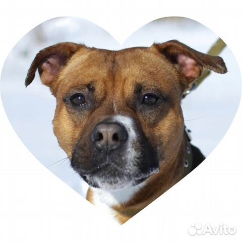 Отдам в ответственные руки