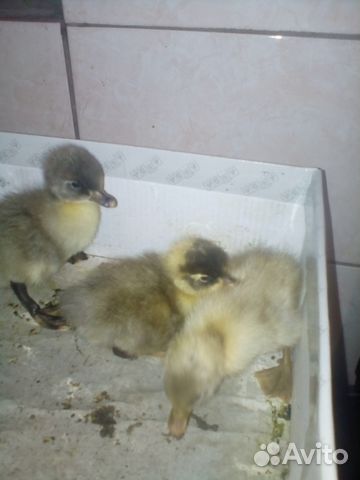 Утята голубой фаворит и индоутак