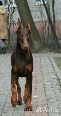 Шоколадная девочка