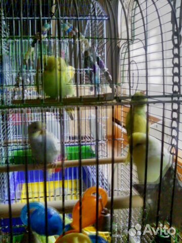 Волнистики птенцы