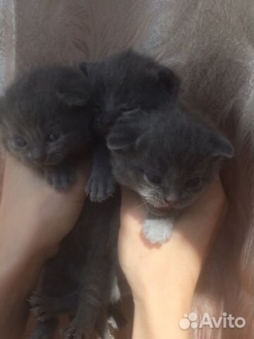 Вислоухие шотландцы