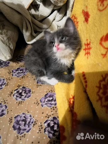Крошка котенок в добрые руки