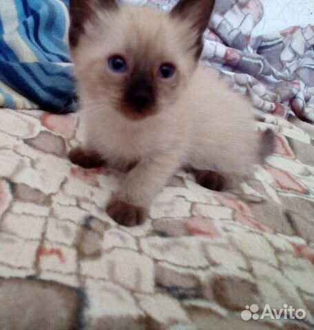 Сиамские котята