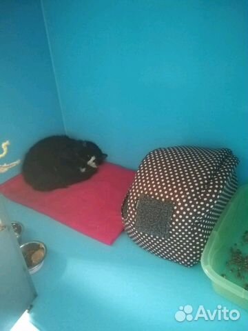 Котик с тяжелой судьбой Ищет доброе сердце