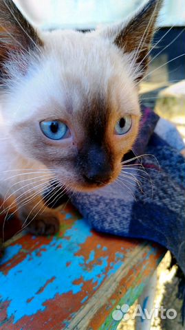 Котята 4 шт 2 мес