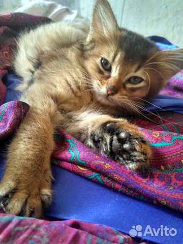 Котенок, сомалийка девочка