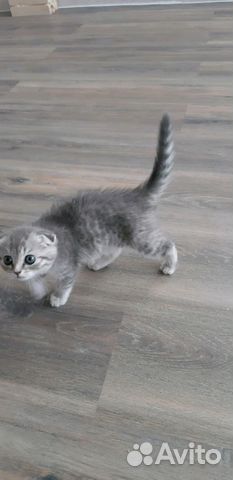 Веслоухий шотландец