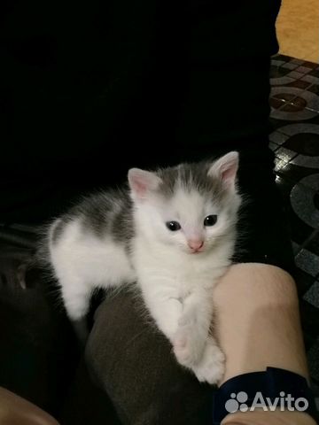 Котенок белый пятнистый