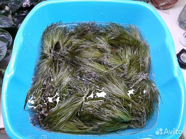 Аквариумные растения бликса,ротала,хелфери