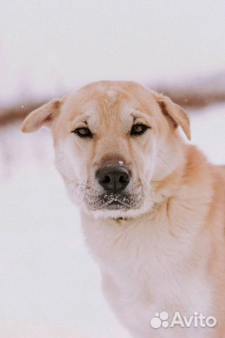 Девочка метис шарпея